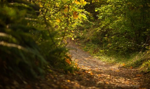Forest Reserve – Lake Wilderness Arboretum