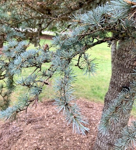 Cedars – Lake Wilderness Arboretum