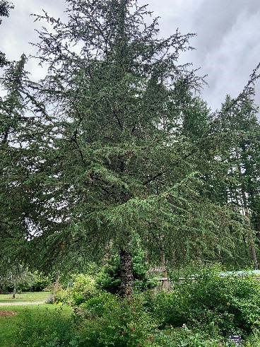 Cedars – Lake Wilderness Arboretum