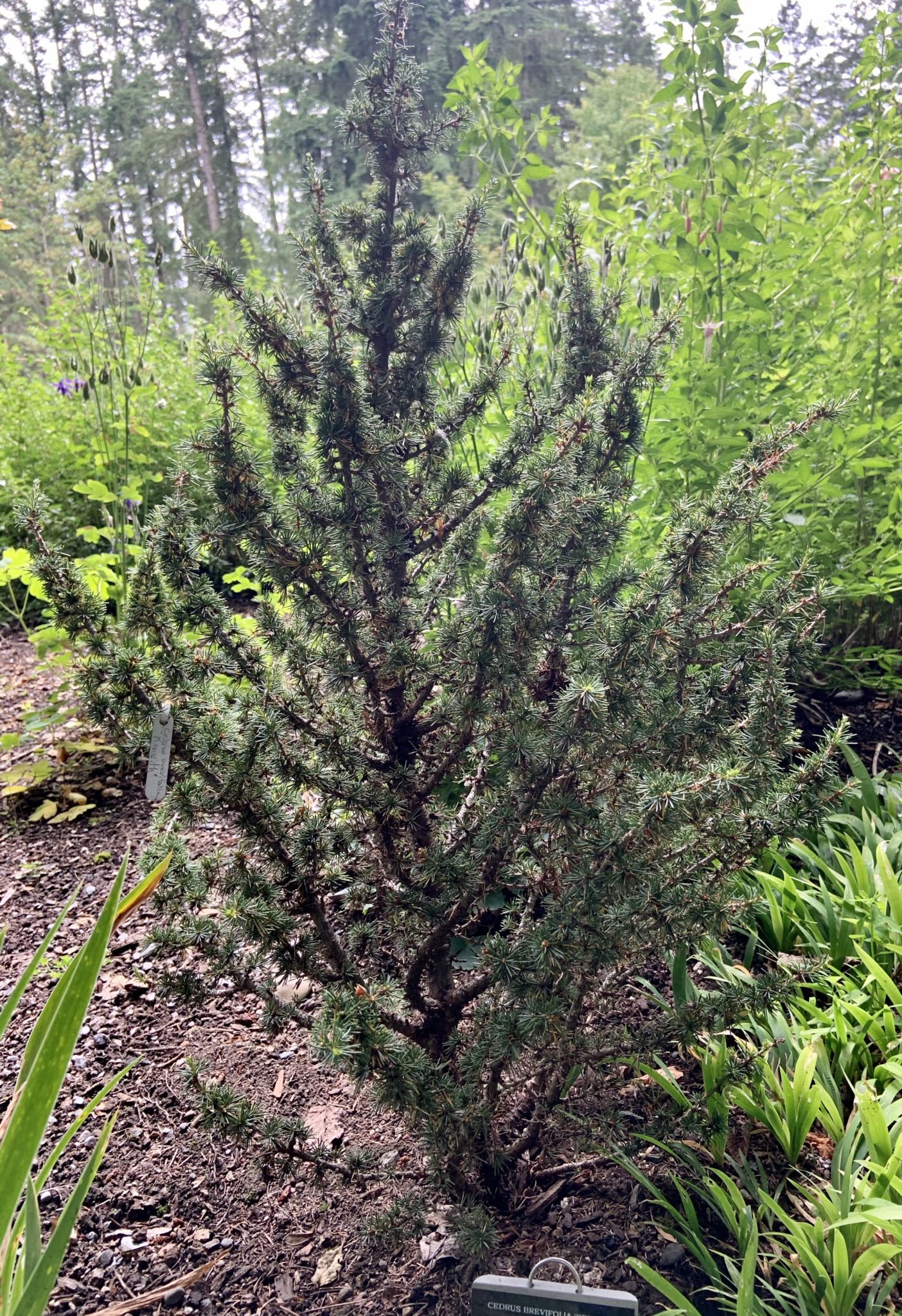 Cedars – Lake Wilderness Arboretum