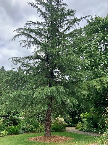 Cedars – Lake Wilderness Arboretum
