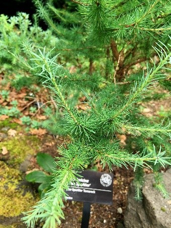 Deciduous conifers – Lake Wilderness Arboretum