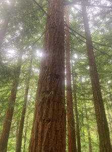 Redwood Trees – Lake Wilderness Arboretum