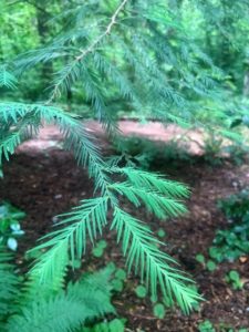 Redwood Trees – Lake Wilderness Arboretum