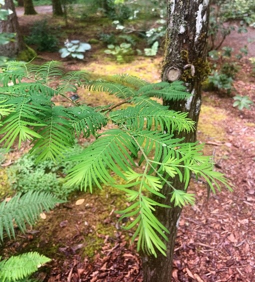 Redwood Trees – Lake Wilderness Arboretum