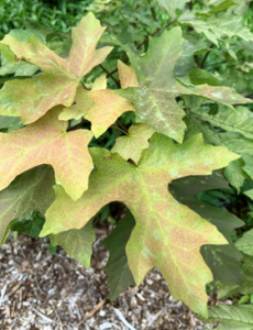 Big Leaf Maples – Lake Wilderness Arboretum