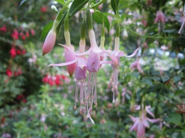 Fuchsias – Lake Wilderness Arboretum