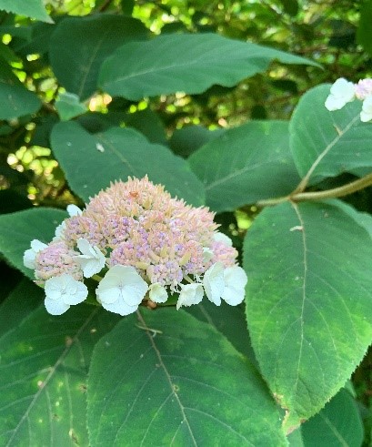 Hydrangeas: Old-Fashioned Charmers – Lake Wilderness Arboretum