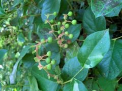 Native uses of salal – Lake Wilderness Arboretum