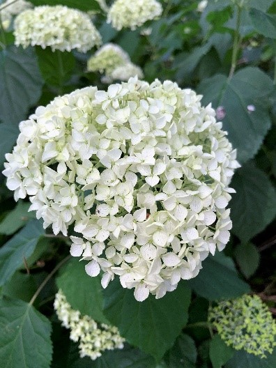 Hydrangeas: Old-Fashioned Charmers – Lake Wilderness Arboretum