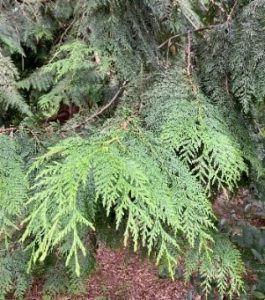 Native use of the Western Red Cedar – Lake Wilderness Arboretum
