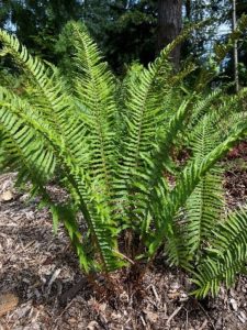 Native uses of the Western Sword Fern – Lake Wilderness Arboretum